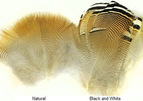 F4205 Barred Duck Flank